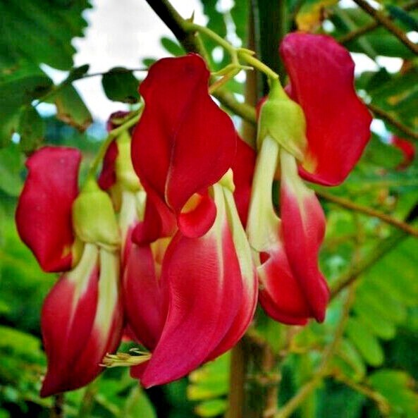 20 Hummingbird Tree Seeds (Sesbania grandiflora) "Agati" Flower Plant ...