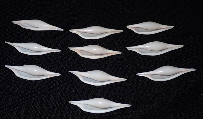 30 - 40 mm 10 Pcs Phenacovolva Birostris Volva Seashell From Minabe ...