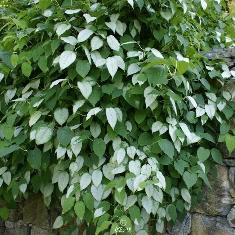 Actinidia polygama 20 PCS fresh seeds, Gaedarae, Silver vine, Matatabi ...