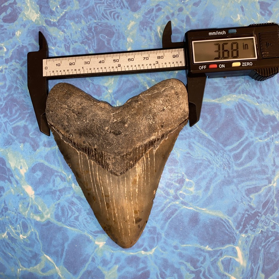 MEGALODON SHARK TOOTH 4.65” HUGE TEETH MEG SCUBA DIVER DIRECT FOSSIL NC ...