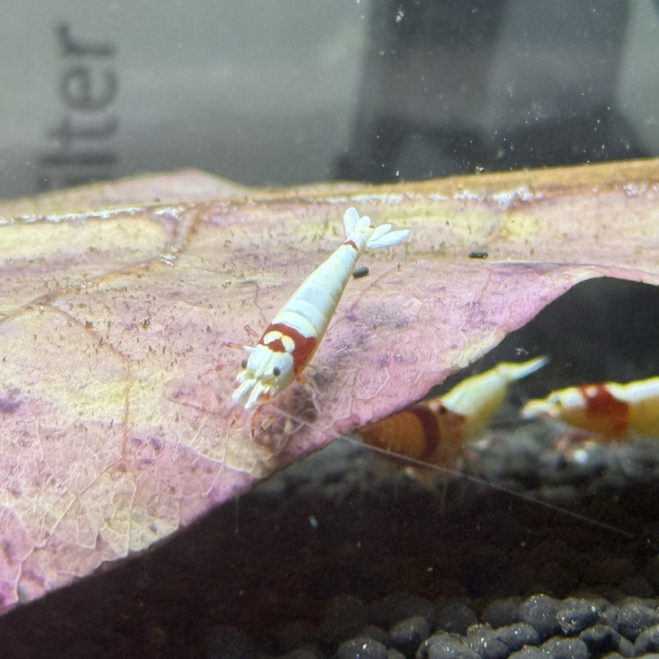 20 + 2 Pure Red Line Shrimp (PRL) Freshwater Caridina Live Guarantee | eBay