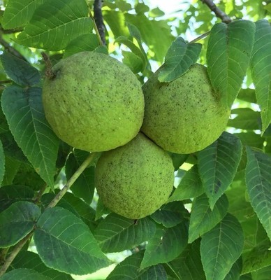 Fresh Green Black Walnuts 25 Ct in Green hull 4 tincture-sent same day ...