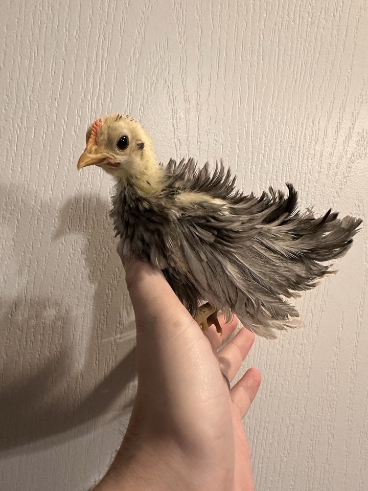 12 Fertile Serama Chicken Hatching Eggs - FRIZZLE! | eBay