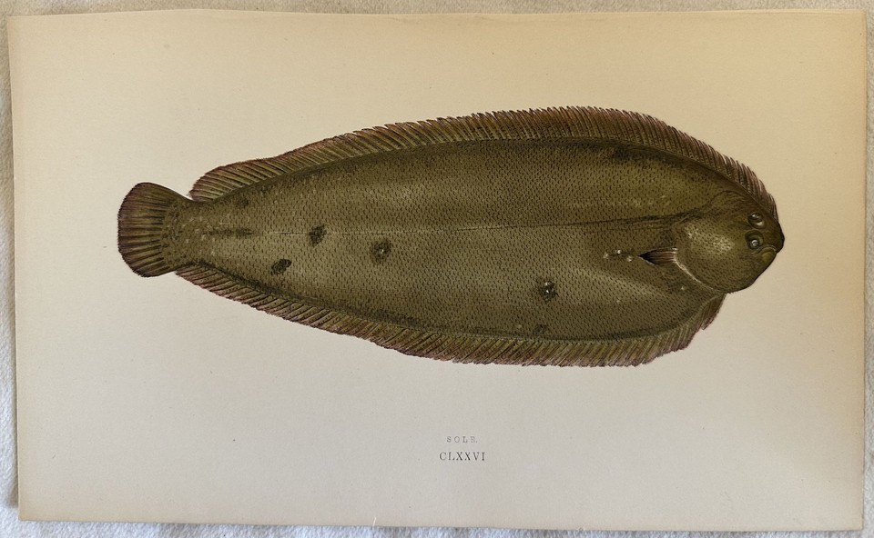 Sole Jonathan Couch 1865 Fish Ichthyology Cooking Recipes | eBay