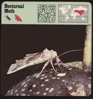 Nocturnal Moth Safari Cards Rencontre Insects | eBay