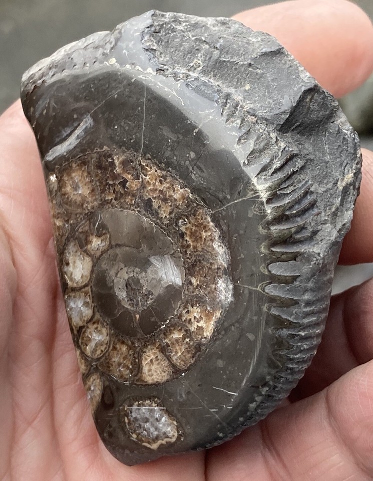 FOR SALE A HAND SIZE YORKSHIRE FOSSIL AMMONITE NODULE FROM SANDSEND BY ...
