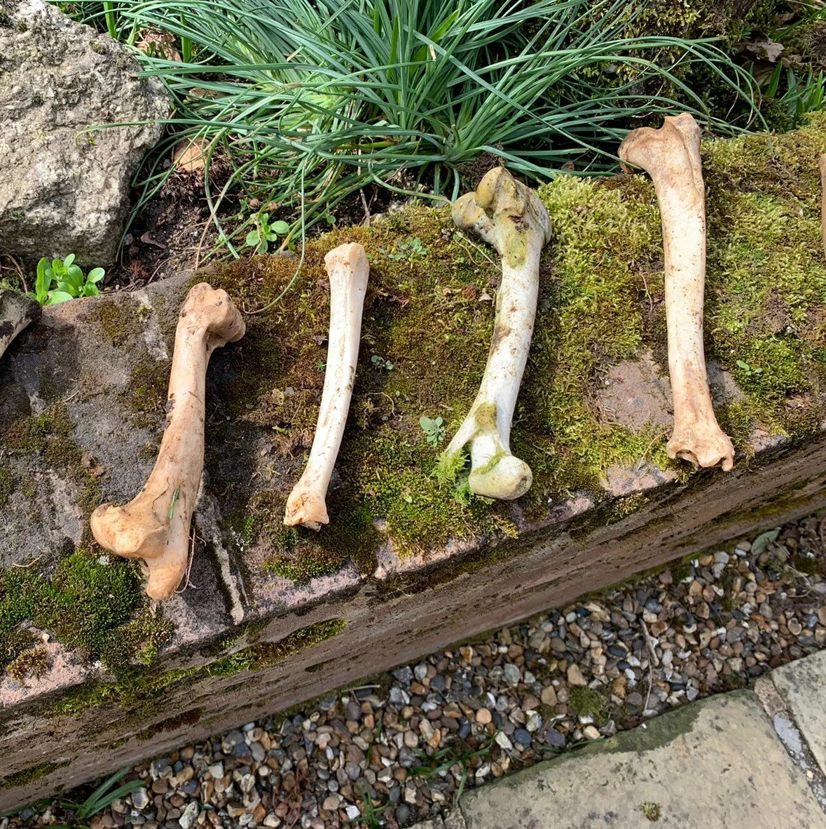 Real Animal Bones Mixed Leg Bone Pick Mix PYO x 4 Legs Tibia Humerus ...