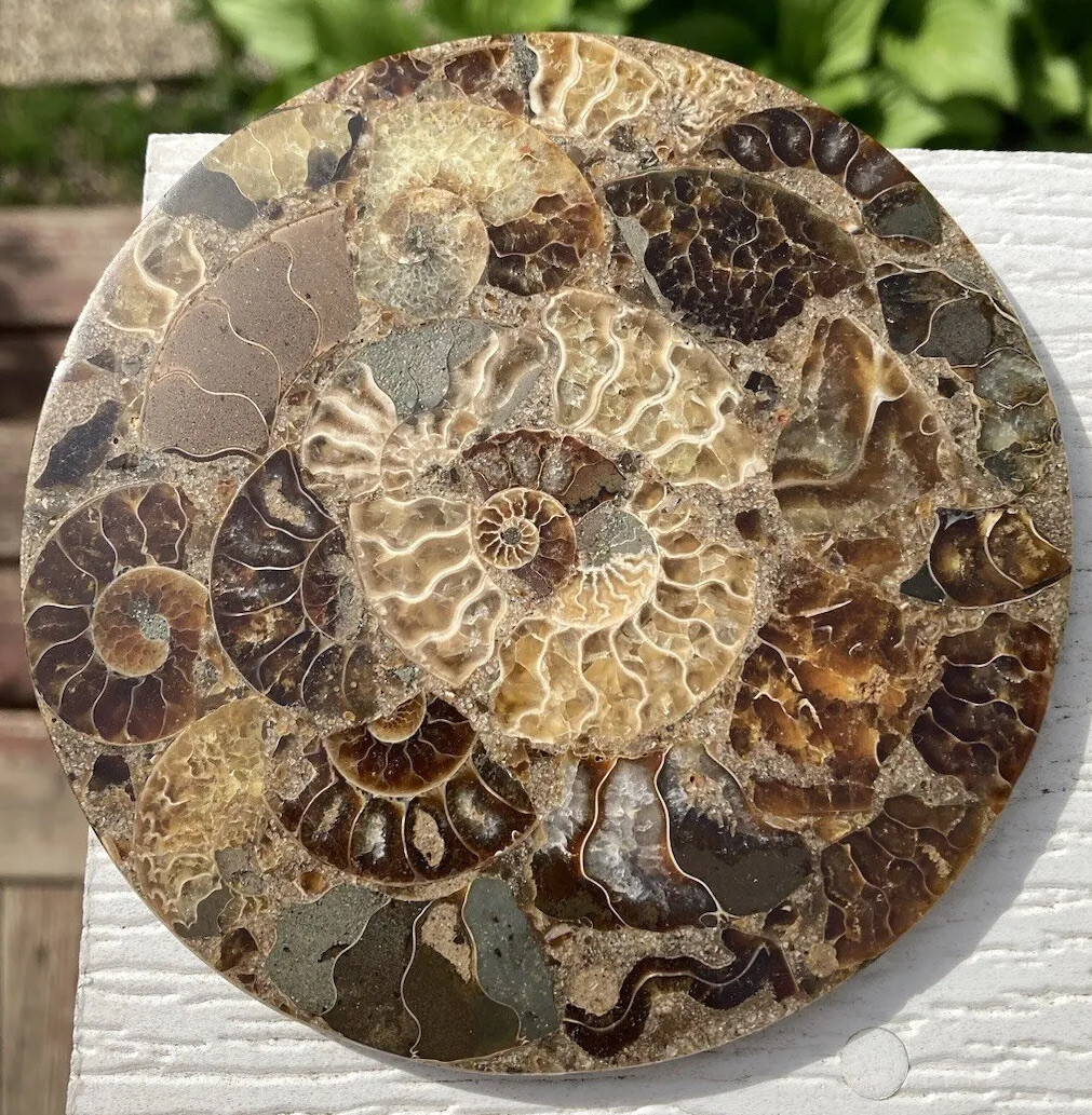 Polished AMMONITE Genuine Fossils Coaster Display Plaque TULEAR ...