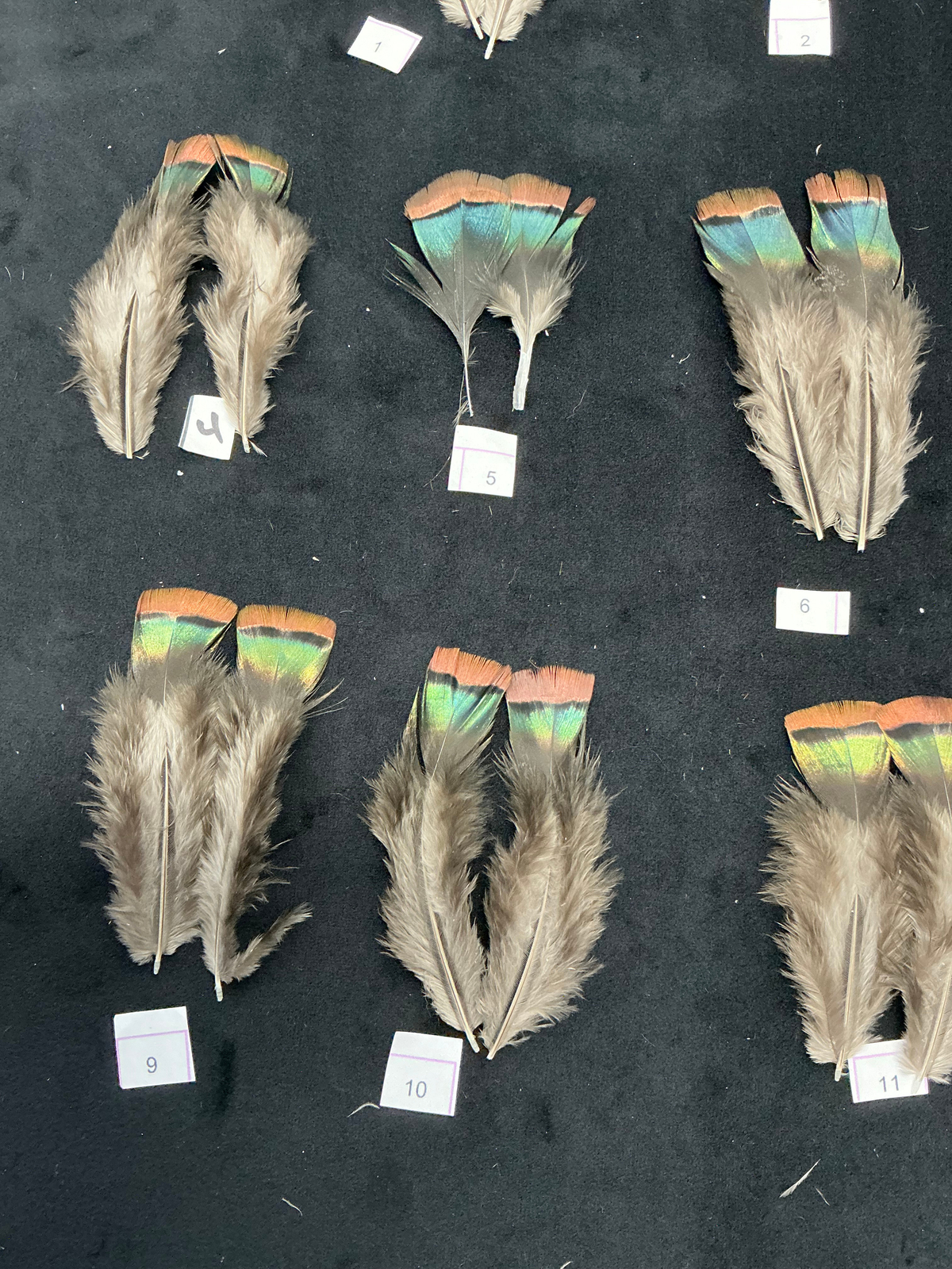 Ocellated Turkey lower back feathers | eBay