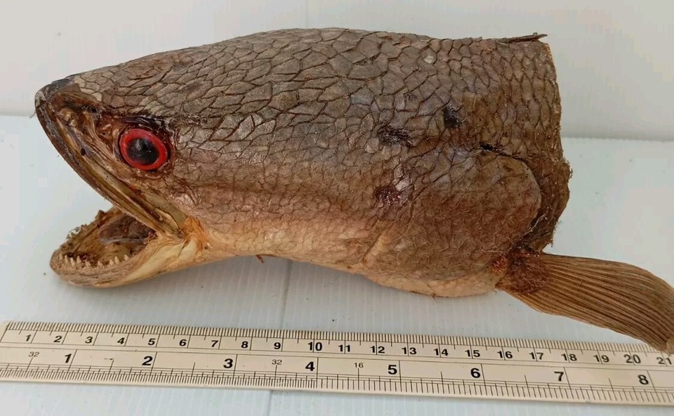 Real Genuine Giant Snakehead Fish Skull Taxidermy Mount Tooth Skeleton ...
