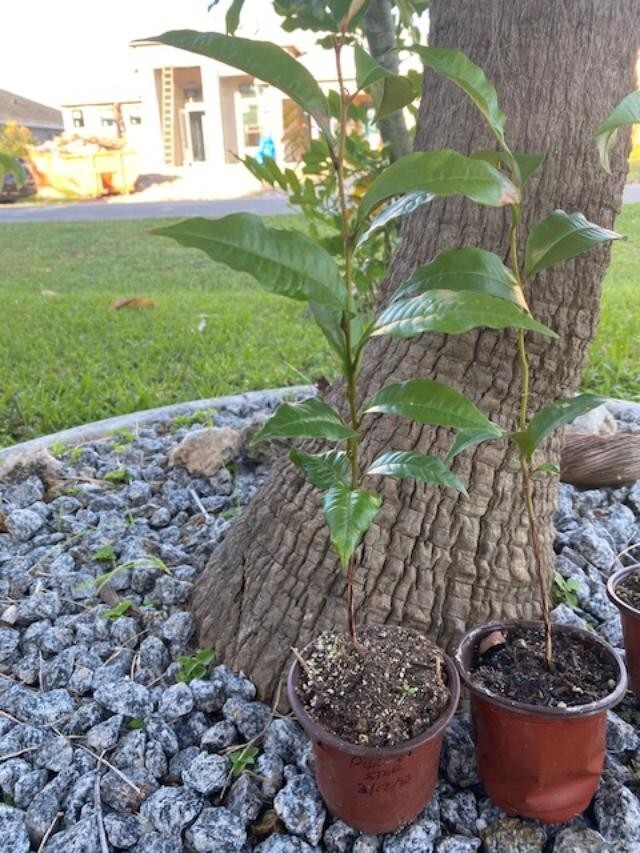 GREEN STAR APPLE SEEDLINGS 12" to 15" TALL (CHRYSOPHYLLUM CAINITO ...