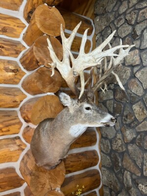 Impressive Whitetail Deer Mounts- Private collection- inquire! The | eBay