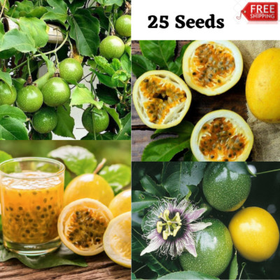 Puerto Rican Parcha-Passifloraedulis-Passion Fruit-Maracuya-Parchita 25 ...