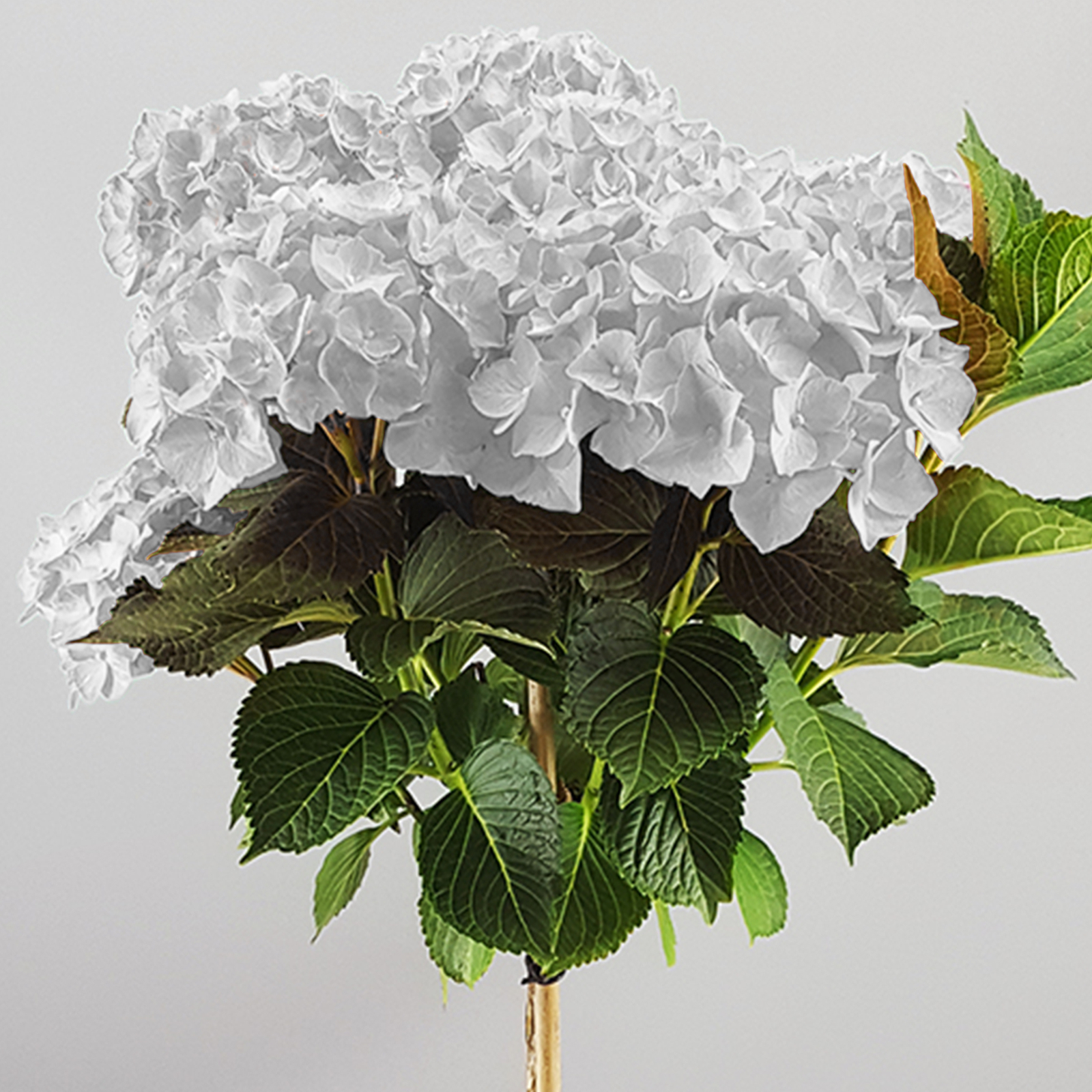 Hydrangea Macrophylla Tree Collection | Potted Lollipop Trees for Small ...