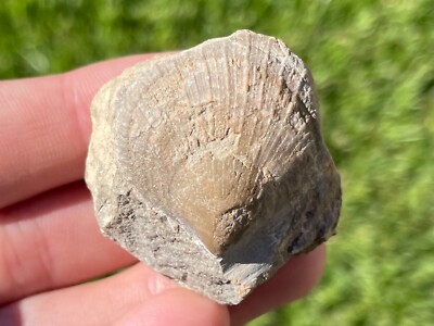 Spain Fossil Bivalve Eopecten velatus Jurassic Dinosaur Age Shell | eBay