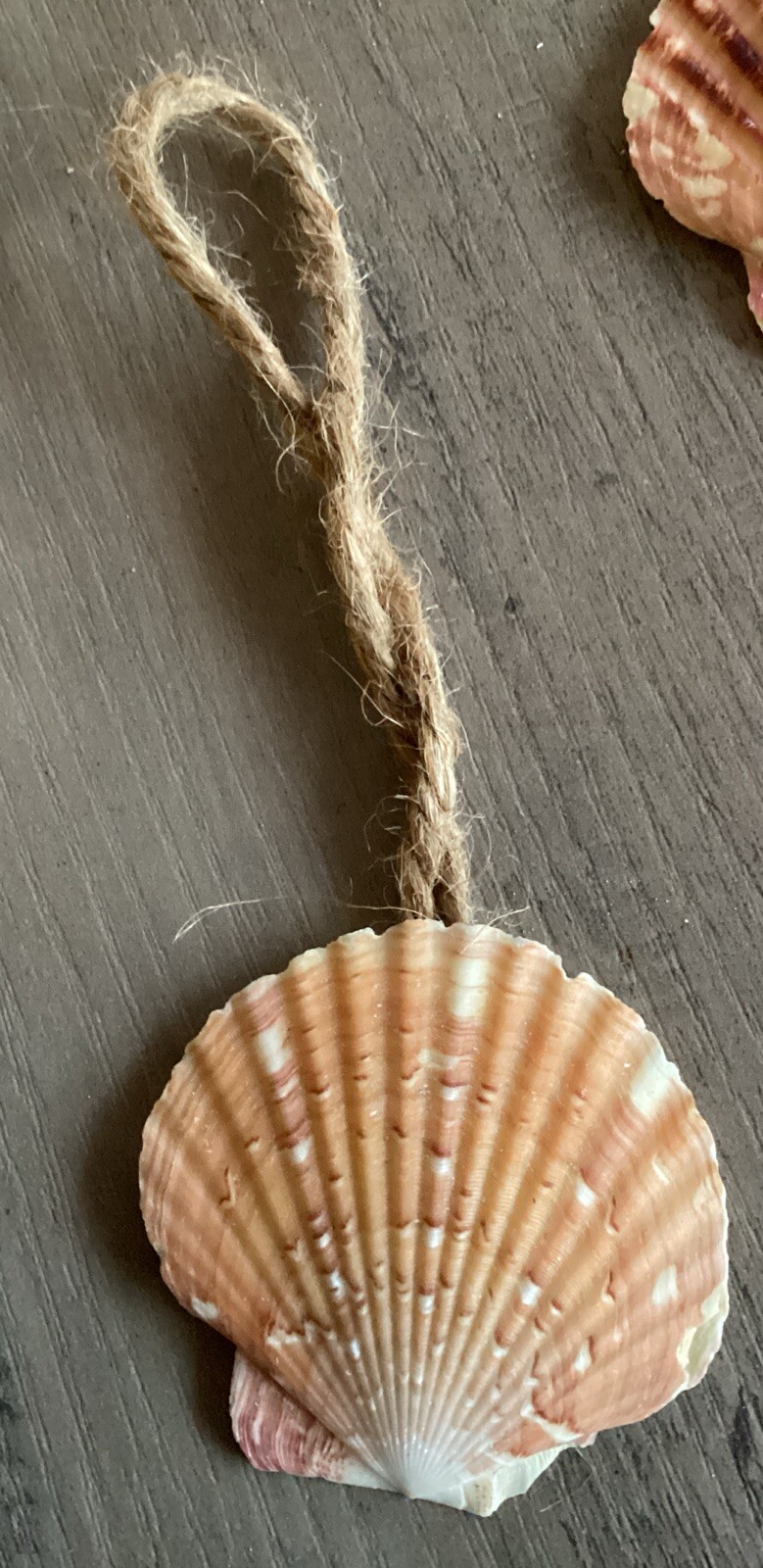 Shell Seashell Christmas Ornaments Beach Ocean Set Of 5 | eBay