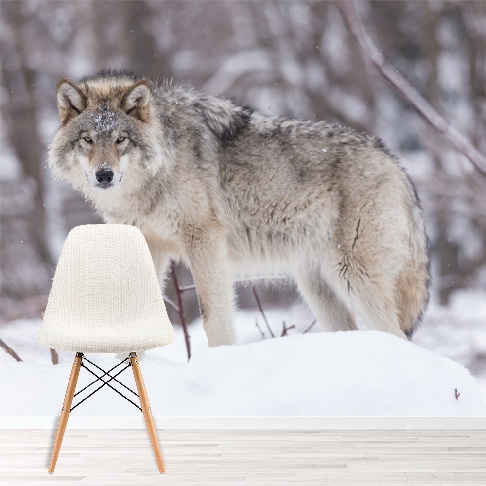 Wolf Canis Lupus Wallpaper