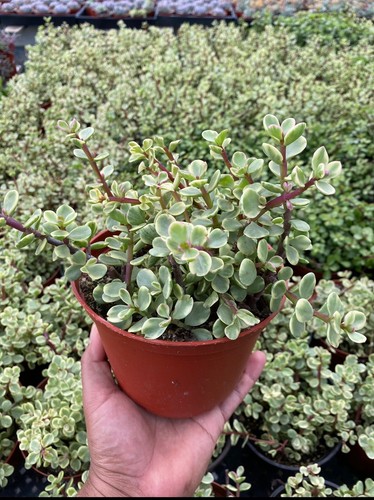 PORTUCALARIA AFFRA variegated rare elephant bush mini jade tree bonsai ...