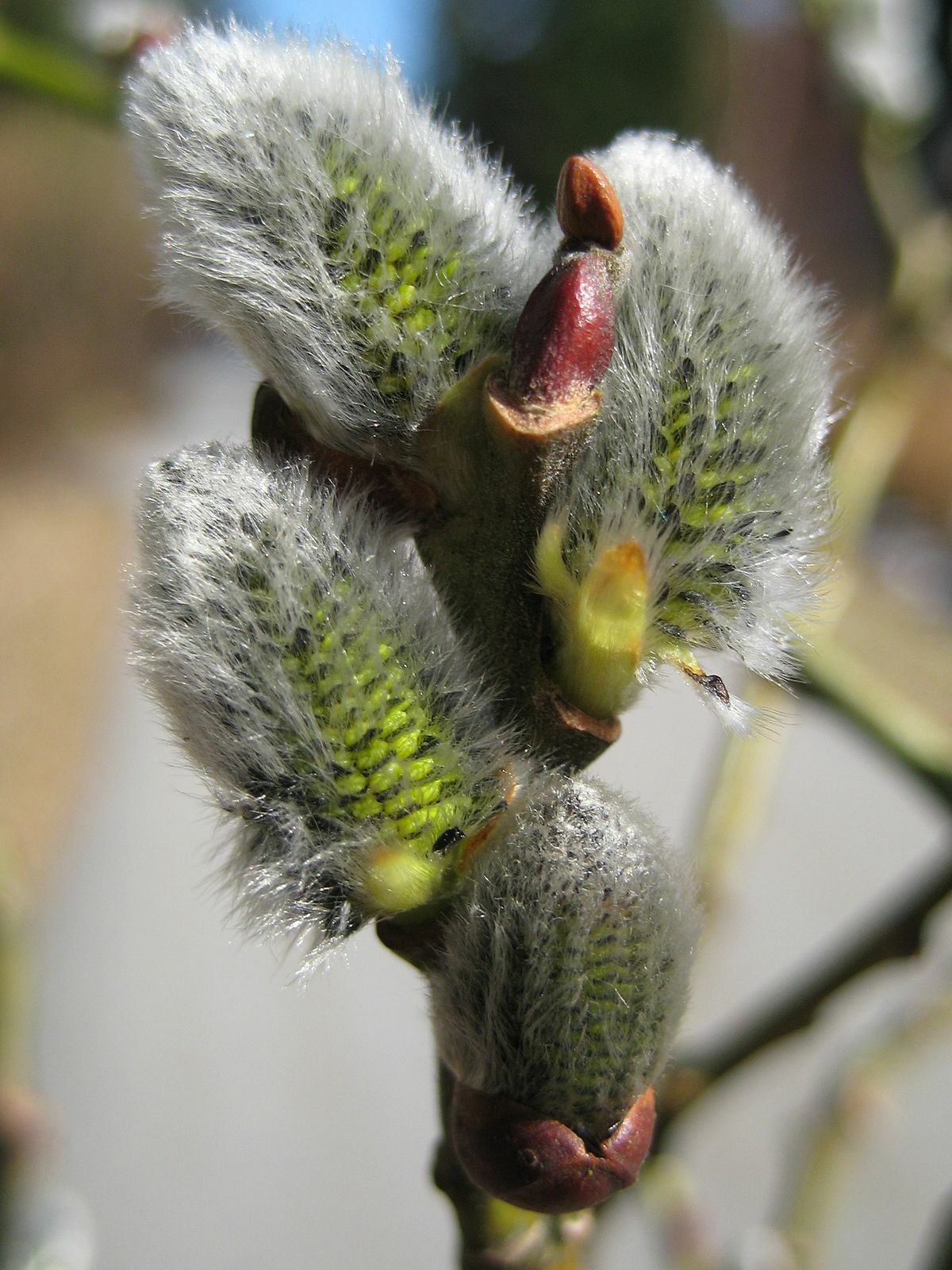 100 Goat Willow - Salix Caprea 2-3ft The Great Sallow Trees, Pussy ...