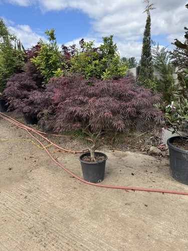 acer tree japanese maple Trunk 3 Ft Height Width 2 Meter large Tree ...