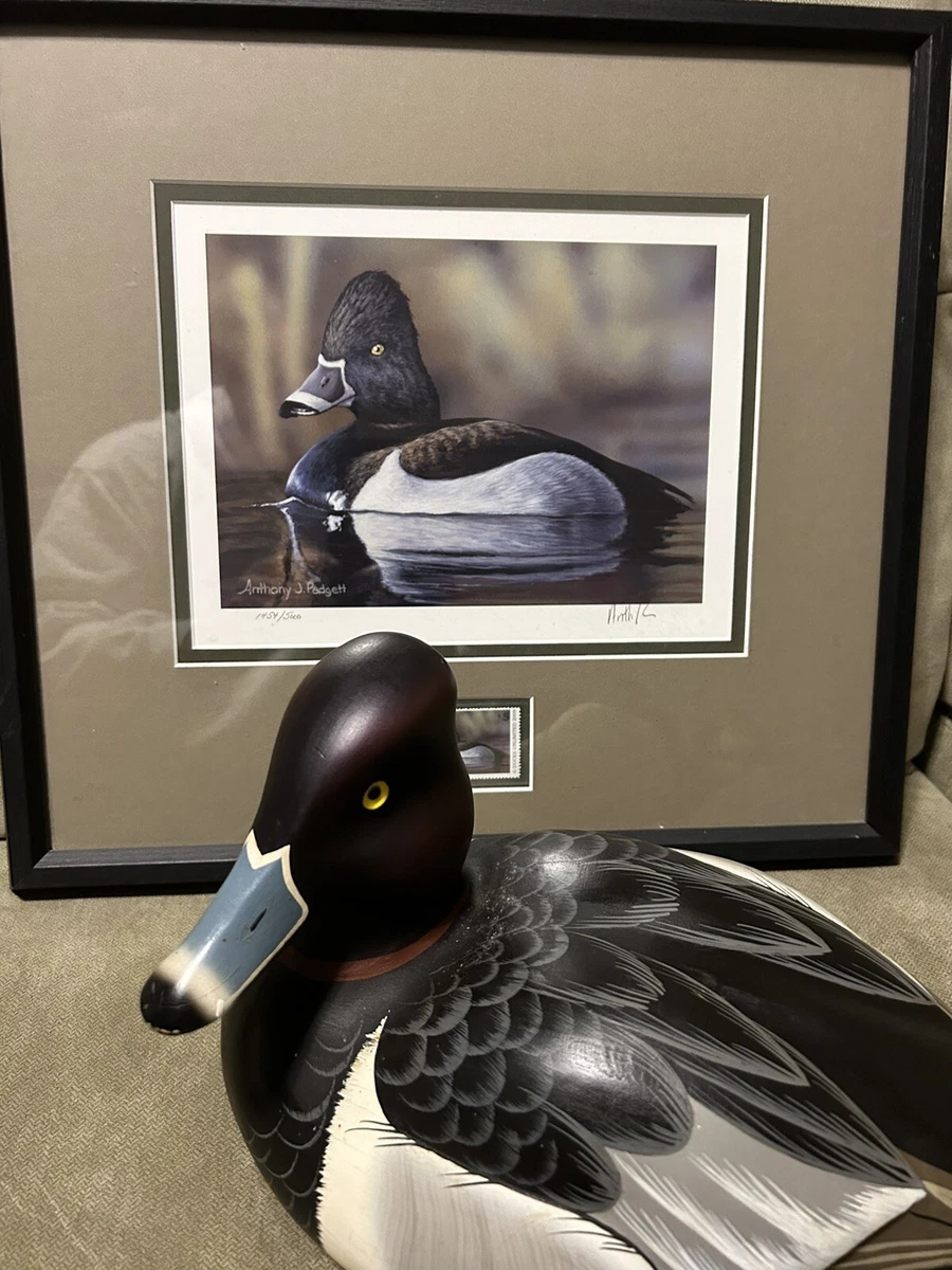 Ringneck Duck Decoys