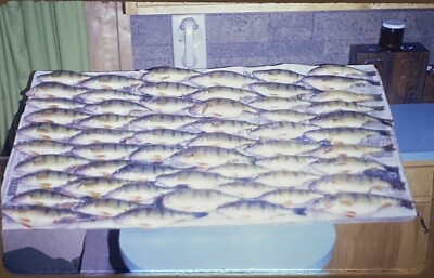 Vintage Photo Slide 1978 Fish Caught from Doris Park NY | eBay