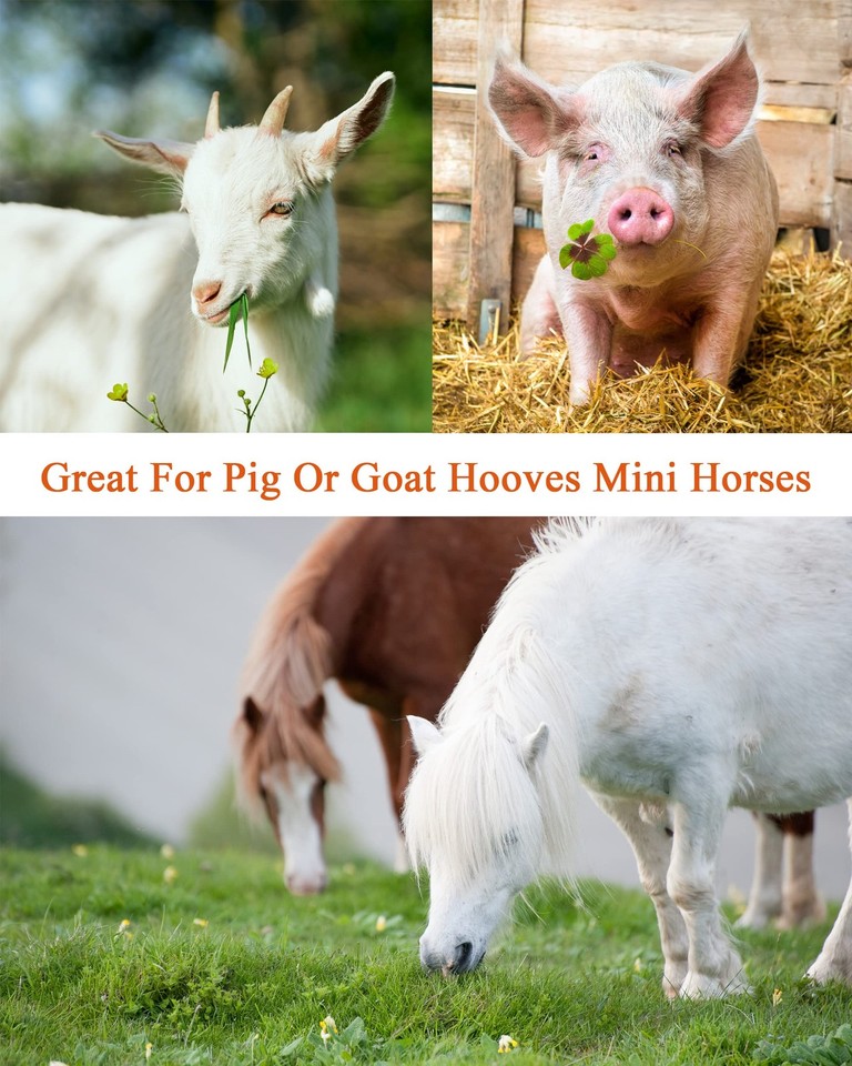 8 inch Farrier Hoof Tool Kit（5 Piece） Mini Rasp Hoof File Goat Pig ...