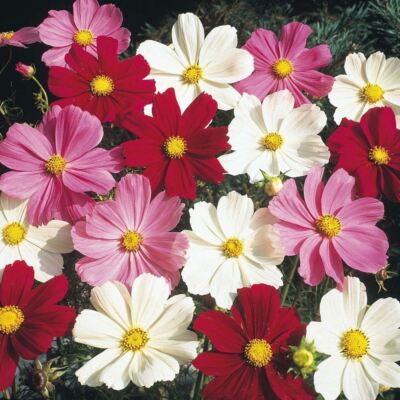 COSMOS Tall Sensation Mixed 50 seeds flower garden EDIBLE EASY wild ...