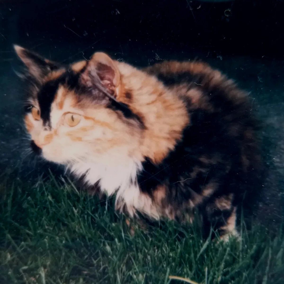Calico Cat Outside