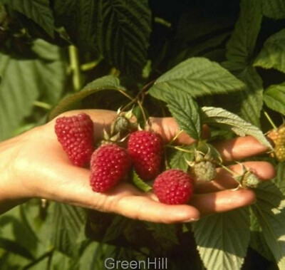 British Columbia Ruby Tulameen Raspberry Plant -20 Seeds- Giant Red ...