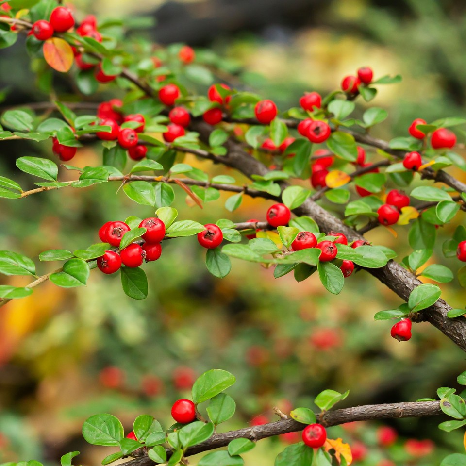 Pyracantha Red Column Red Firethorn Evergreen Shrub Outdoor Garden ...