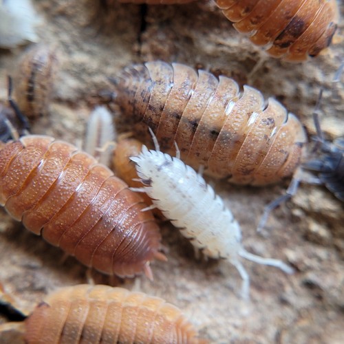 20+ P. Scaber Isopods MEGA Lotto Mix Lava, Pied, Luceistic, Lemonade ...