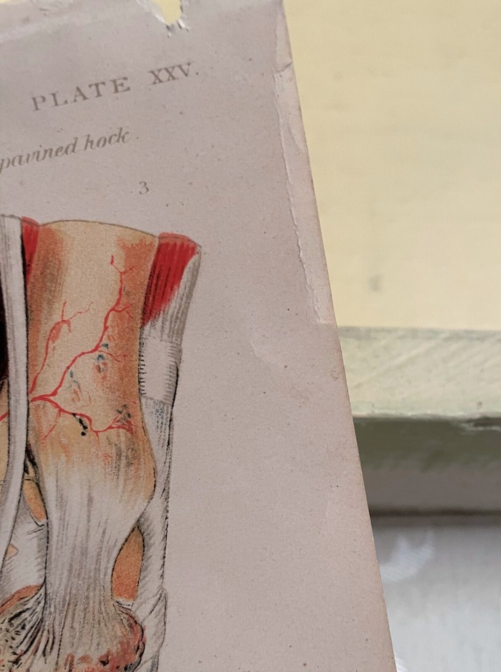 Unique Antique Halloween Decor Book Page Animal Leg Hocks Late 1800s ...