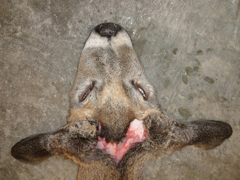 7 1/4" X 19" X 20 1/2" WHITETAIL BUCK DEER CAPE FULL RUT FUR Y- CUT ...