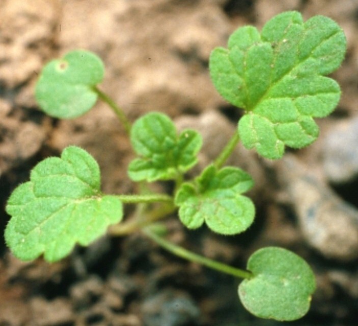 50++ Henbit Herb SEEDS (Lamium amplexicaule) Medicinal Organic 03/2025 ...