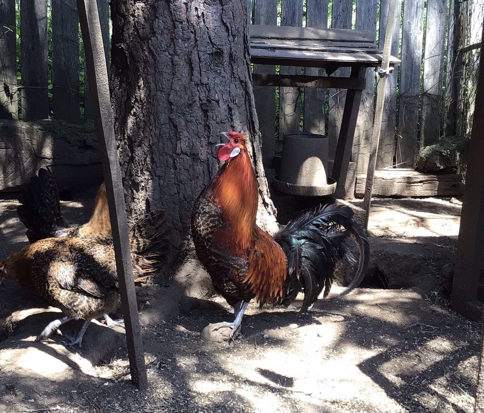 RARE PUREBRED Golden Deathlayer Chicken Hatching Eggs (10+) | eBay