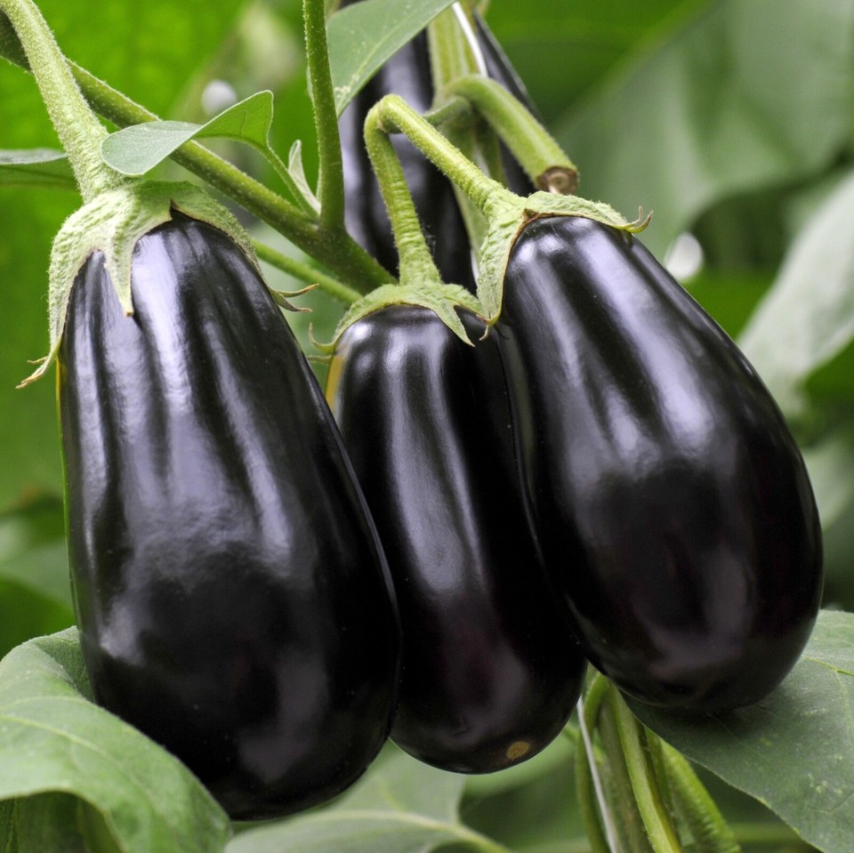 3x Aubergine 'Black Beauty' Egg Plug Plants! x3 Plug Plants! Ready Now ...