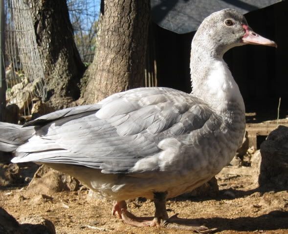 6 Beautiful MUSCOVY Blue Lavender Wh Duck Hatching Eggs FERTILITY NOT ...