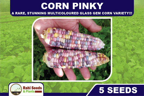 Corn Pinky - A Rare, Stunning Multicoloured Glass Gem Corn Variety ...