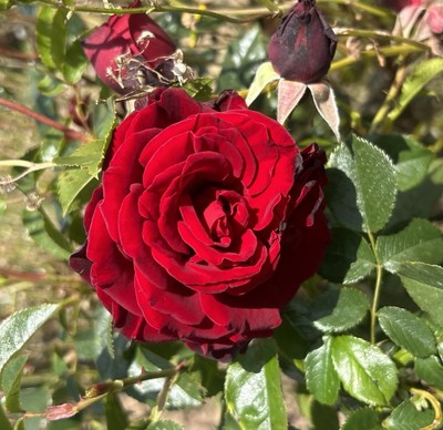 CRIMSON CASCADE - Red Climbing Rose - 4 Ltr POTTED | eBay UK