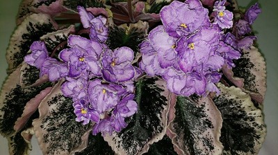 African Violet * Hunter's Momma Jo | eBay