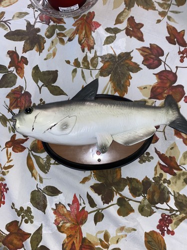 Vintage Gemmy Industries Cool Cat Fish Animated Singing Talking Catfish ...