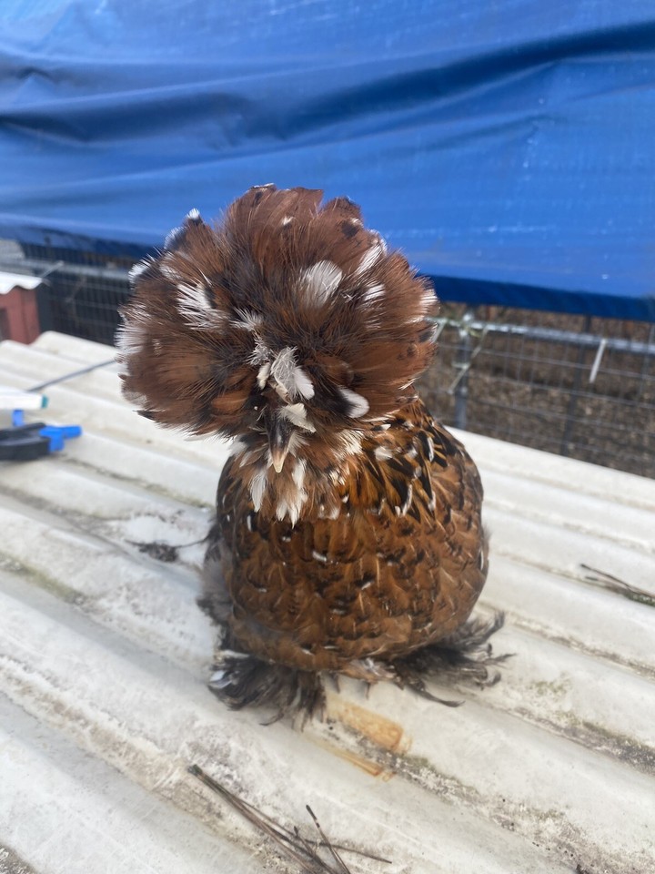 12+ Mille Fleur Satin Hatching Eggs NPIP & AI Clean | eBay
