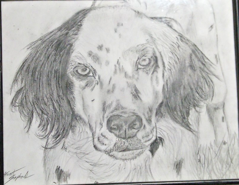 Pencil Art Drawing English Setter Dog By Stuart Shepherd With Frame | eBay