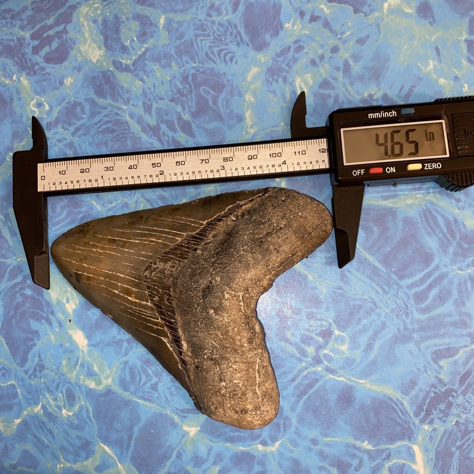 MEGALODON SHARK TOOTH 4.65” HUGE TEETH MEG SCUBA DIVER DIRECT FOSSIL NC ...
