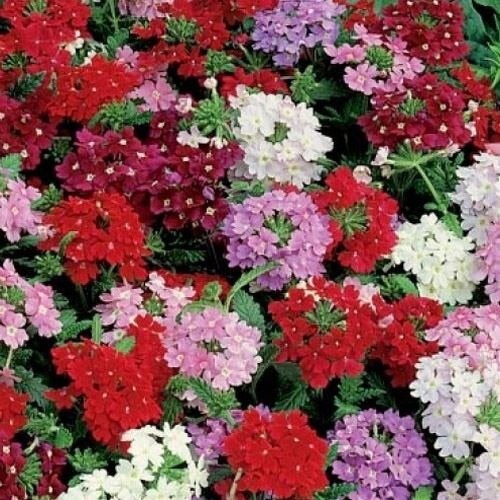Verbena IDEAL FLORIST Mix 6 Colors 12" Dwarf Butterflies Love Non-GM0 ...
