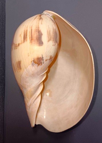 Large Seashell Melo Umbilicatus, 5.5 inches long (139.7 mm ...