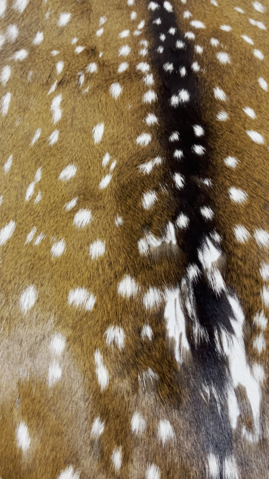 Axis Deer Skin Second Grade Axis Deer Hide Size: 38"X30" Chital deer ...