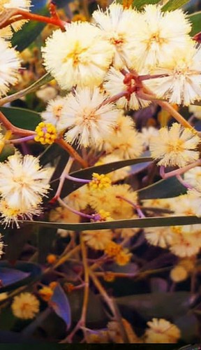 Wattle Plant Seeds ( Blackwood Acacia melanoxylon) Native Victorian ...