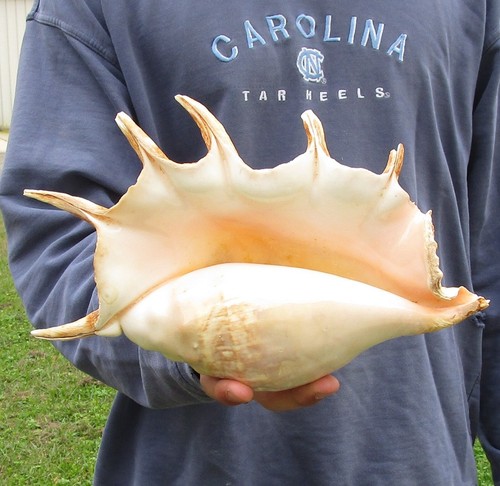 11 inch Giant Spider Conch shell, seashell #50054 | eBay